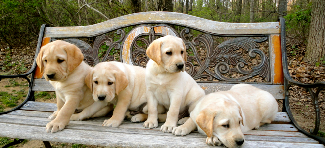 Timber Ridge Retrievers