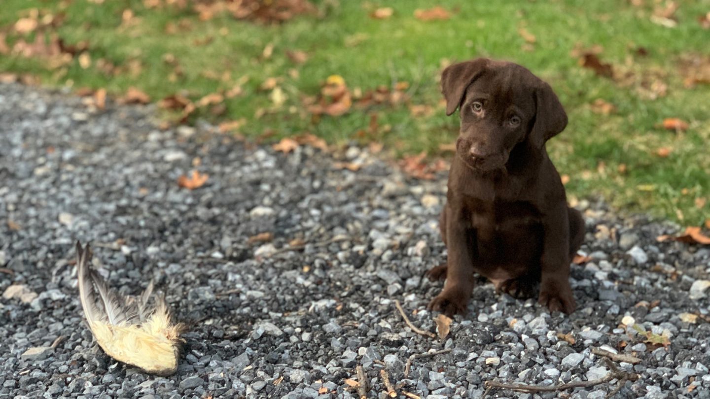 Contact Us - Timber Ridge Retrievers