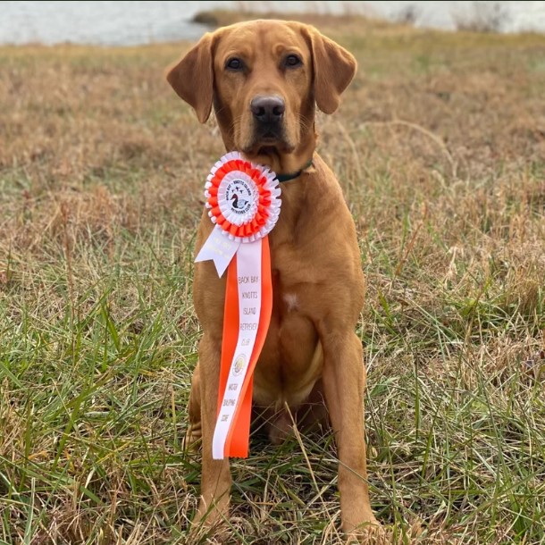 Puppies for Sale - Timber Ridge Retrievers